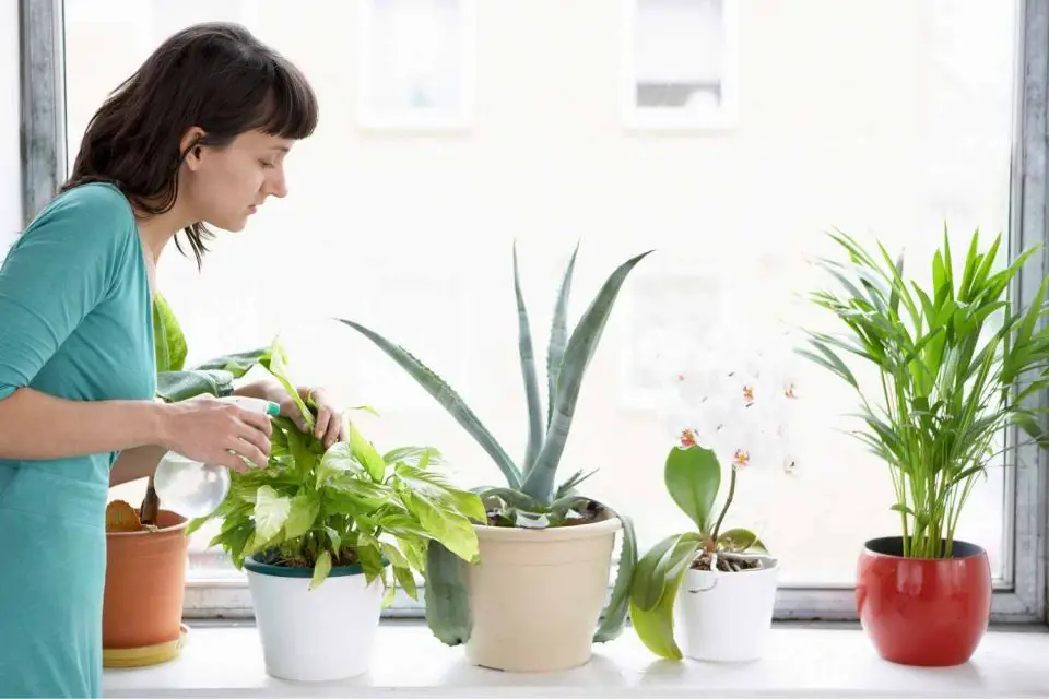 How to Use Hydrogen Peroxide For plants - The Contented Plant