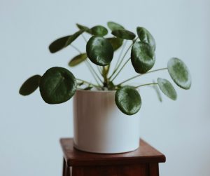 Chinese Money Plant Care Guide and Plant Profile - The Contented Plant