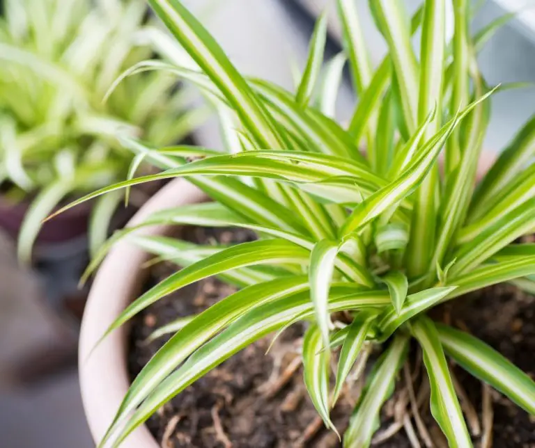 Spider Plant Care Guide and Profile - The Contented Plant