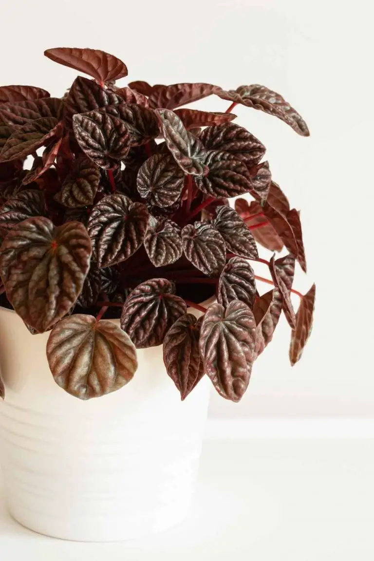 Peperomia Caperata Care Guide - The Contented Plant