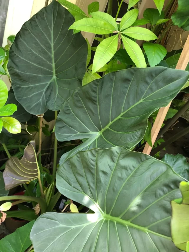 The Alocasia Regal Shield - The Contented Plant