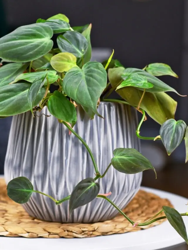 Philodendron Micans Care Guide - The Contented Plant