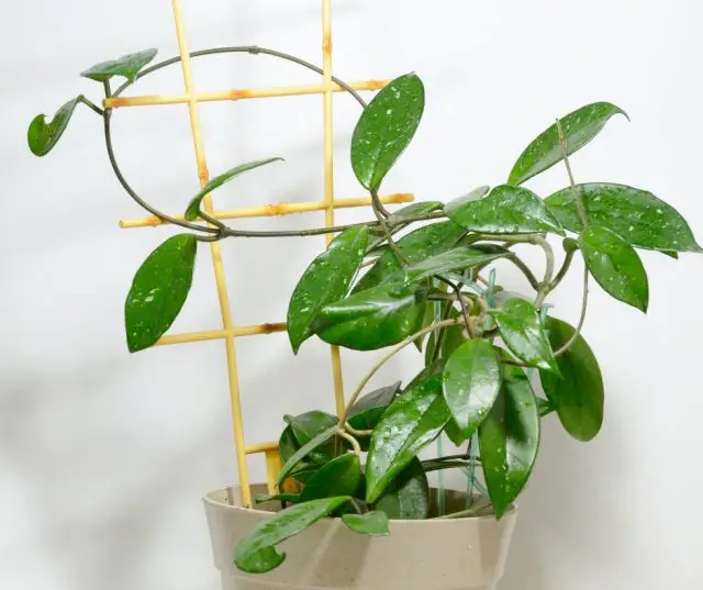 Hoya Bella Plant Care Guide - The Contented Plant