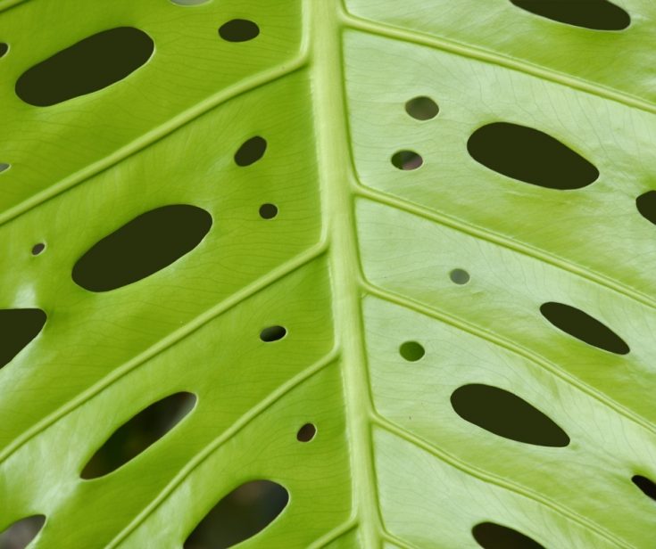 Monstera Deliciosa Plant Care Guide and Profile - The Contented Plant