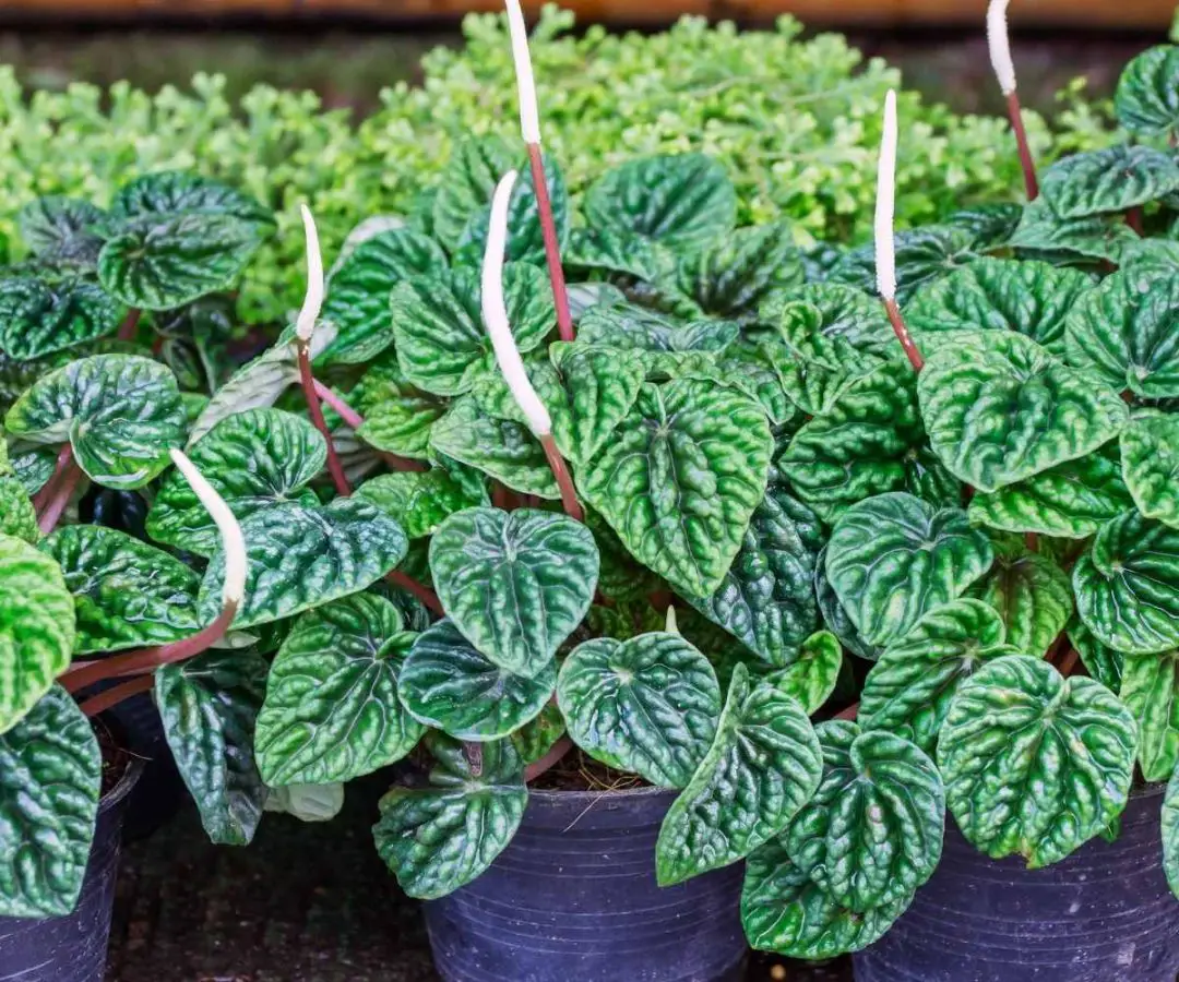 Peperomia Caperata Care Guide - The Contented Plant