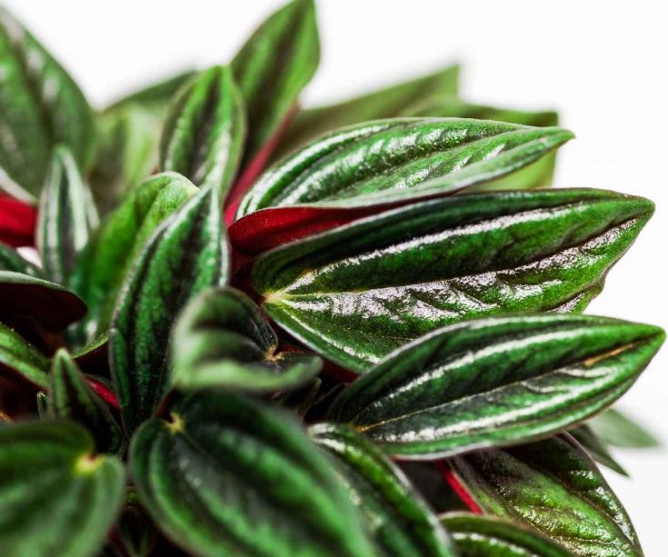Baby Rubber Plant Profile-Peperomia Obtusifolia - The Contented Plant