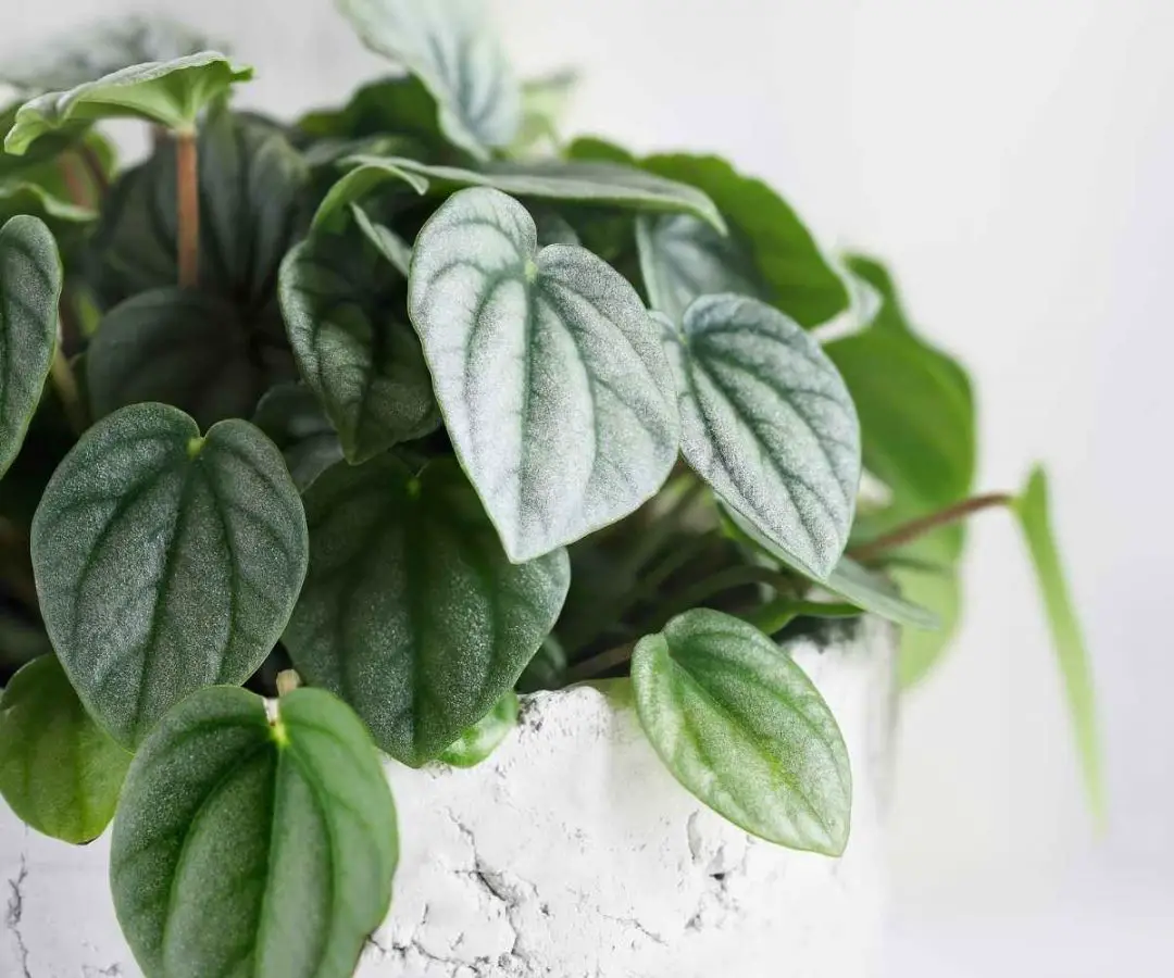 Peperomia Caperata Care Guide - The Contented Plant