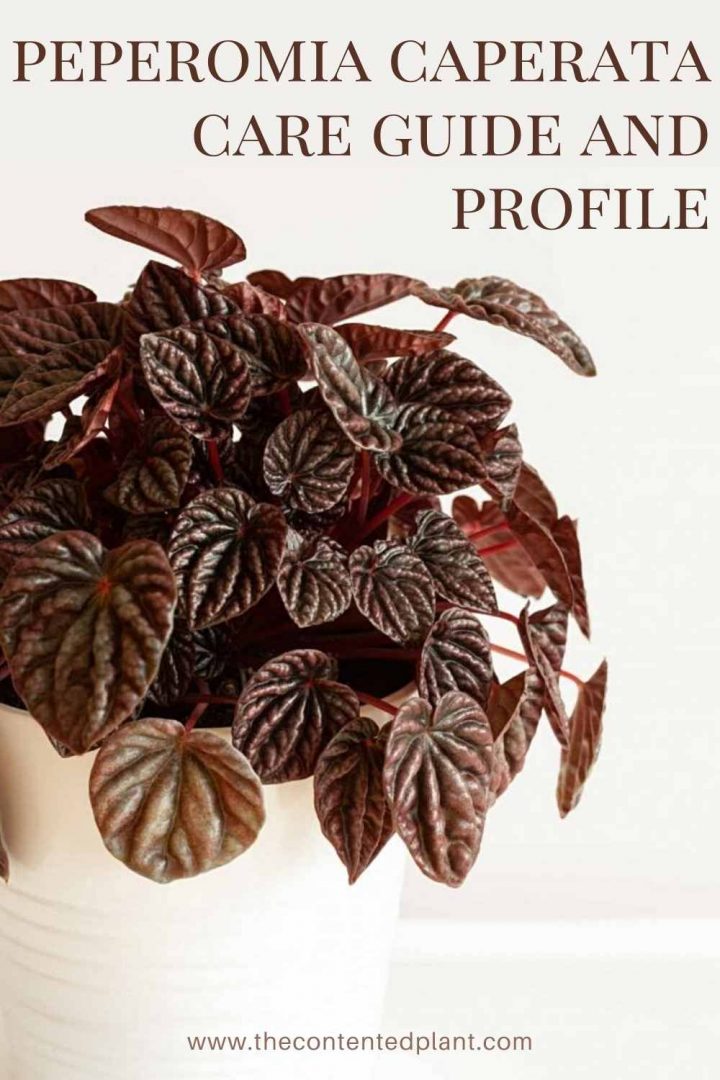 Variegated Umbrella Tree Plant Care Guide - The Contented Plant