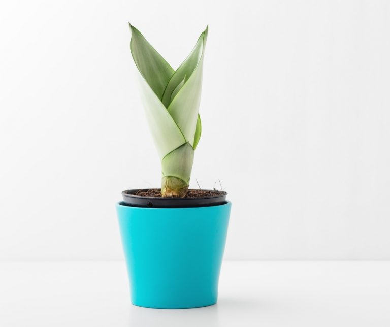 The Best Snake Plant Soil Mix - The Contented Plant