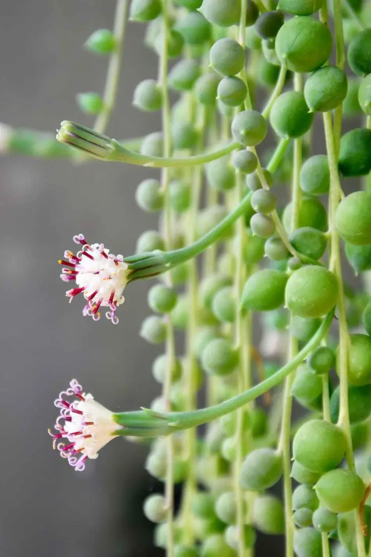 String of Pearls Care Guide and Plant Profile - The Contented Plant