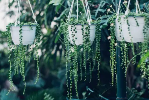 String of Dolphins Plant Care - The Contented Plant