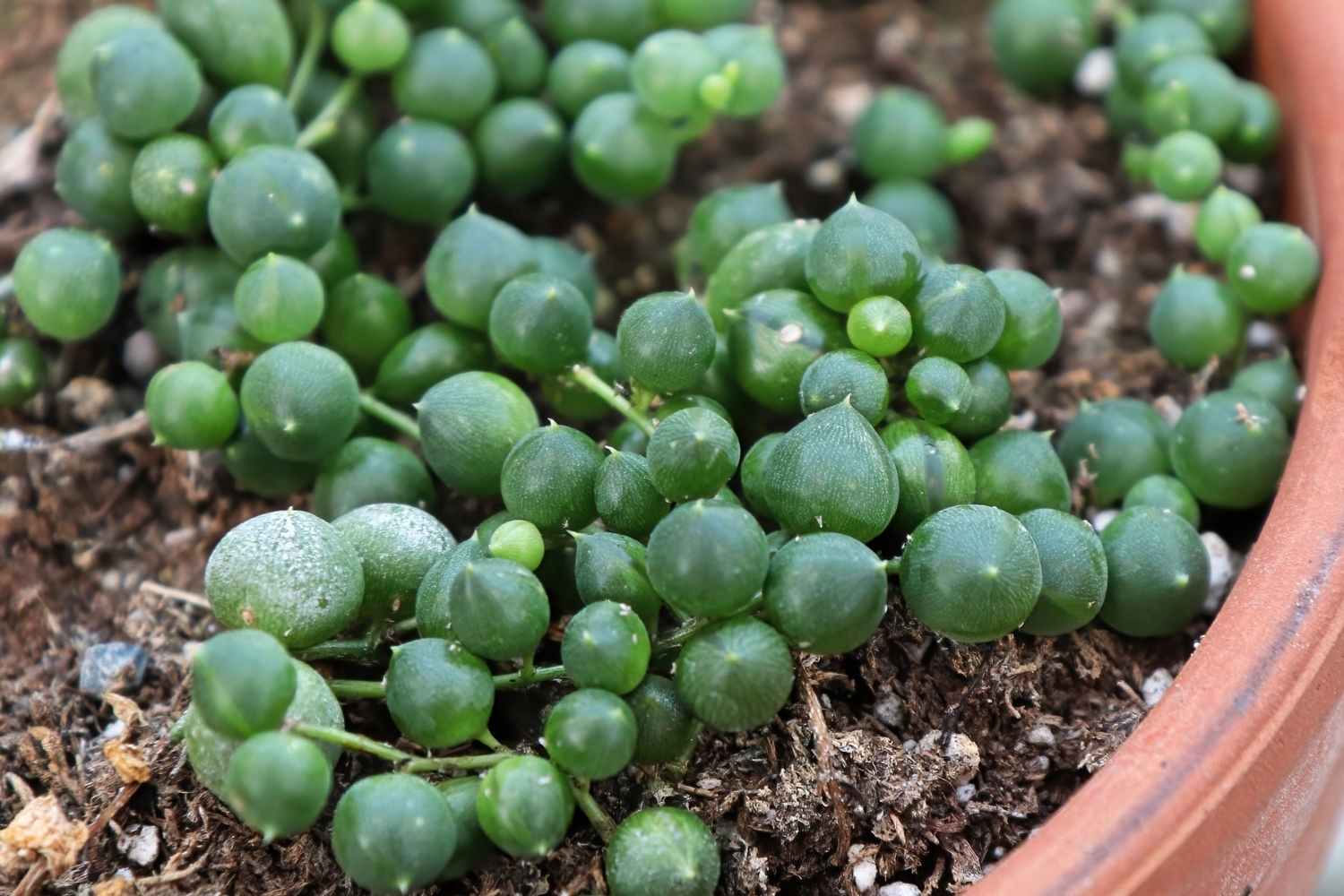 String of Pearls Care Guide and Plant Profile - The Contented Plant