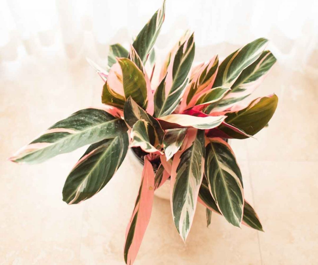 Stromanthe Triostar Care and Plant Profile - The Contented Plant