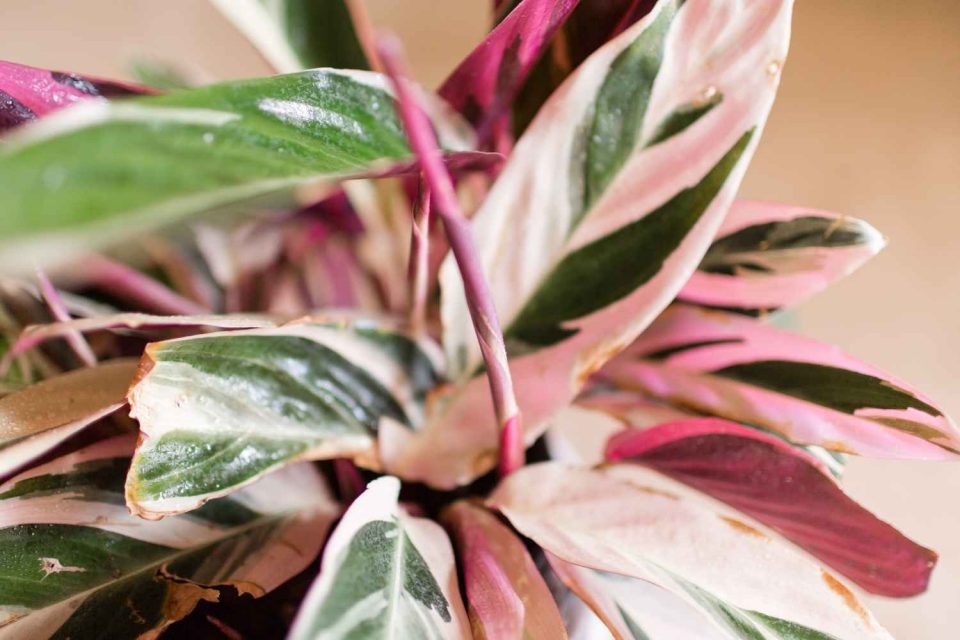 Stromanthe Triostar Care and Plant Profile - The Contented Plant