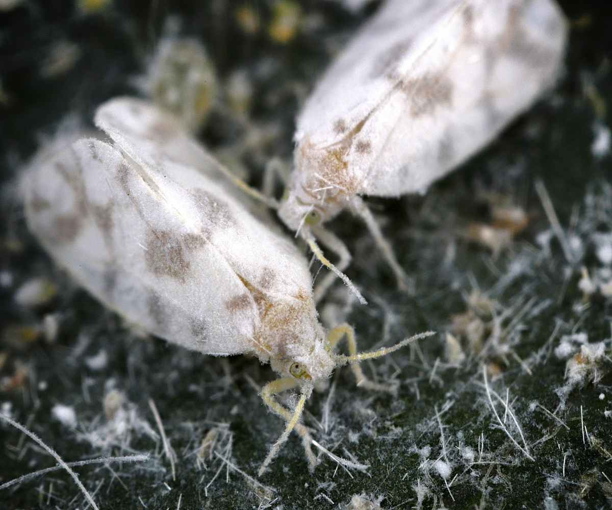 How to get Rid of Whiteflies on Plants - The Contented Plant