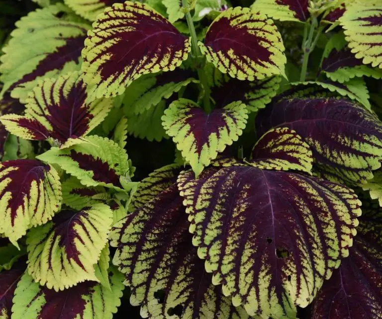Coleus Varieties for Sun or Shade - The Contented Plant