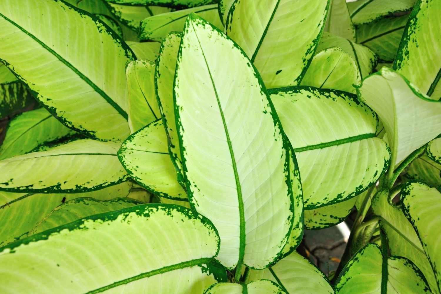 Dieffenbachia-Dumb Cane Plant - The Contented Plant