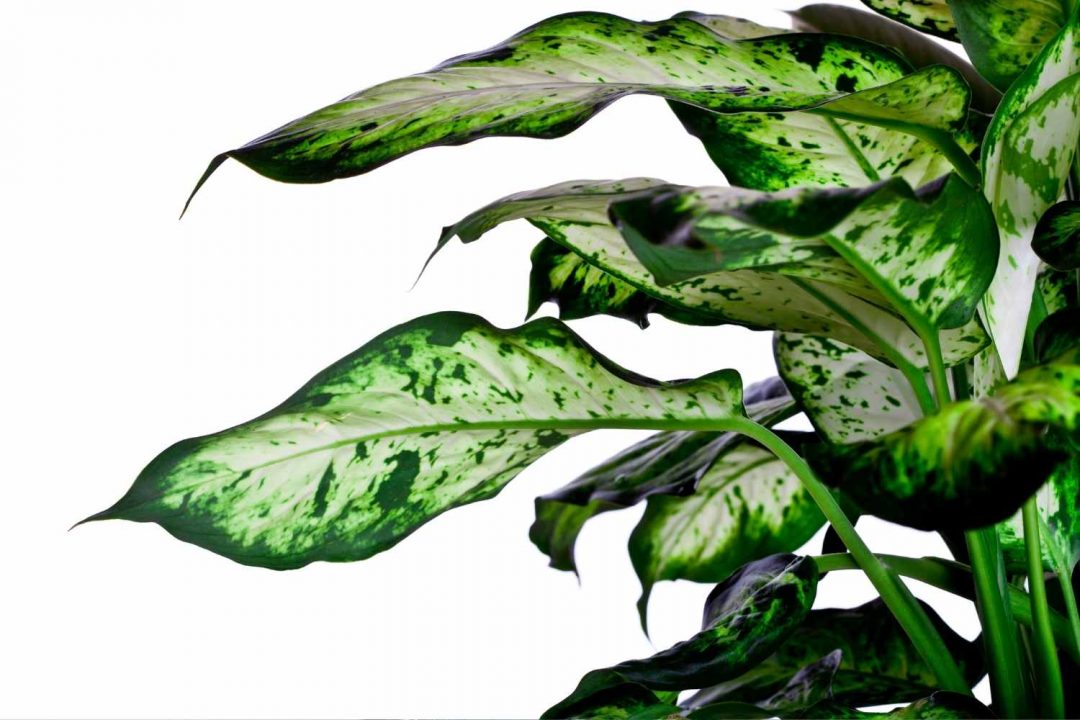 Dieffenbachia-Dumb Cane Plant - The Contented Plant