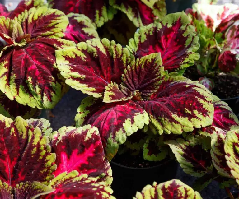 Coleus Plant Indoor Care guide - The Contented Plant