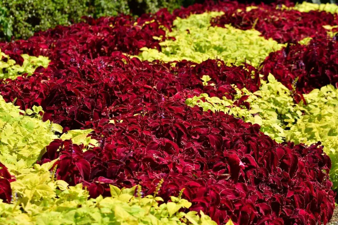 Coleus Varieties for Sun or Shade - The Contented Plant