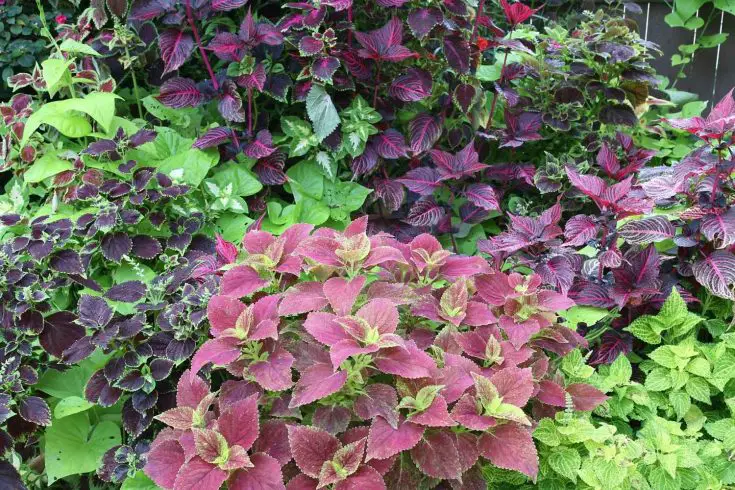 Coleus Varieties for Sun or Shade - The Contented Plant