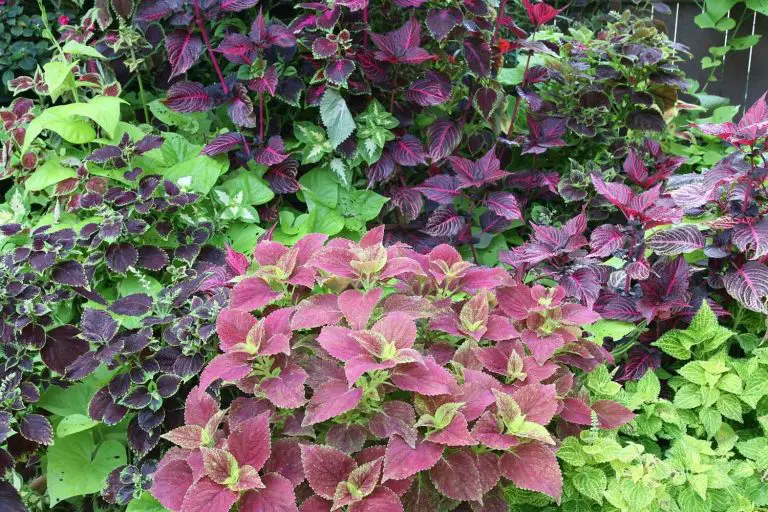 Coleus Varieties for Sun or Shade - The Contented Plant