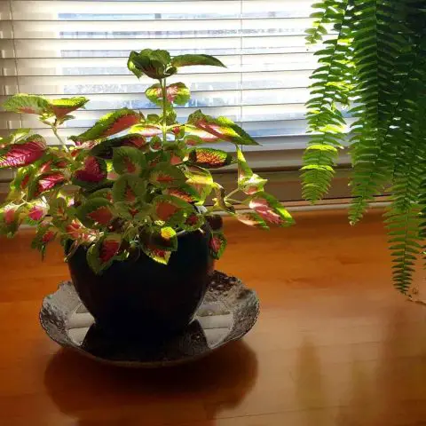 Coleus Varieties for Sun or Shade - The Contented Plant