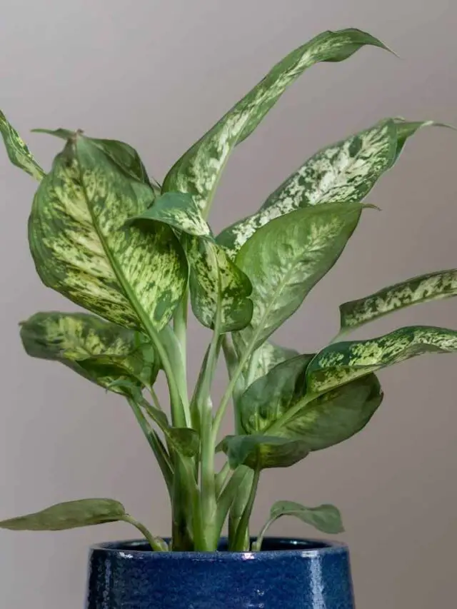 The Dieffenbachia Dumb Cane Plant - The Contented Plant