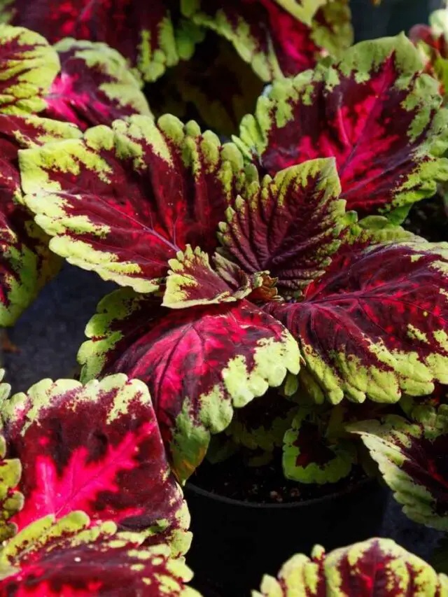 Coleus Plant Indoor Care Guide - The Contented Plant