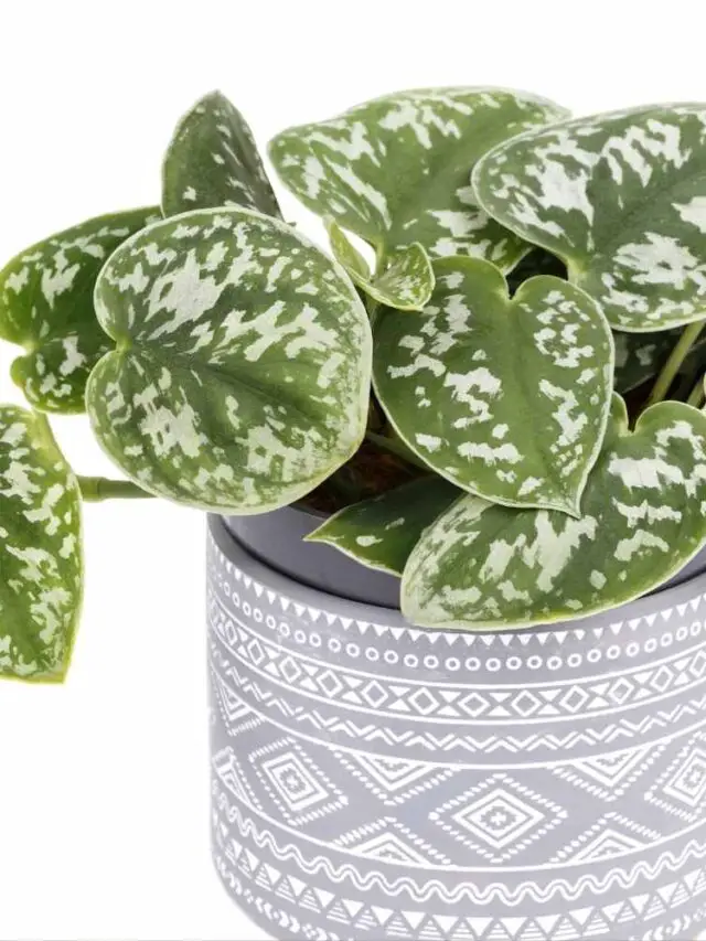 Scindapsus Pictus Plant Care Guide - The Contented Plant