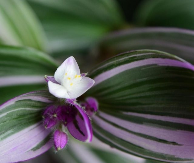 Tradescantia Nanouk Care Guide and Profile - The Contented Plant