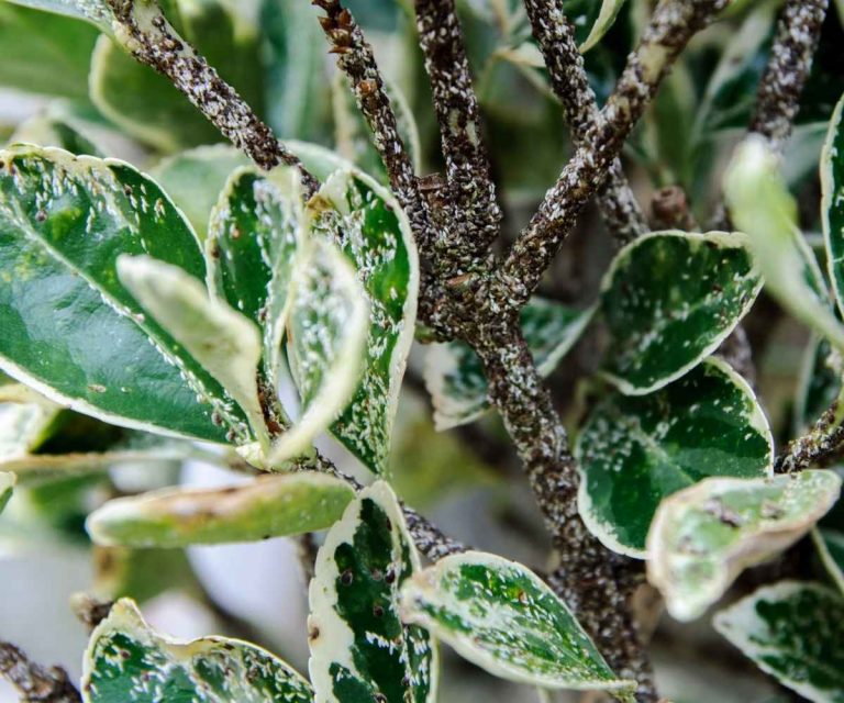 Scale on Plants-Identification and Eradication - The Contented Plant