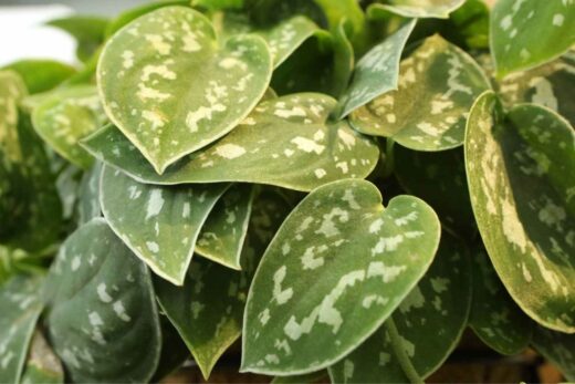 Scindapsus Pictus Care Guide and Profile - The Contented Plant