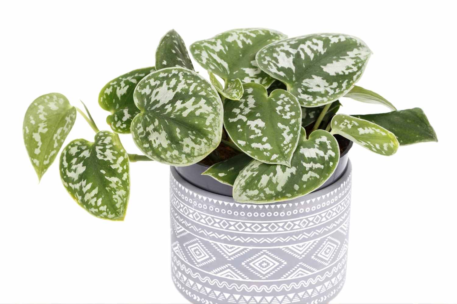 Scindapsus Pictus Care Guide and Profile - The Contented Plant