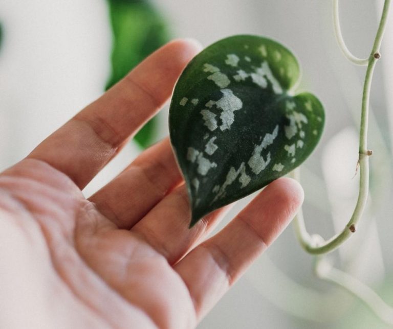 Scindapsus Pictus Care Guide and Profile - The Contented Plant