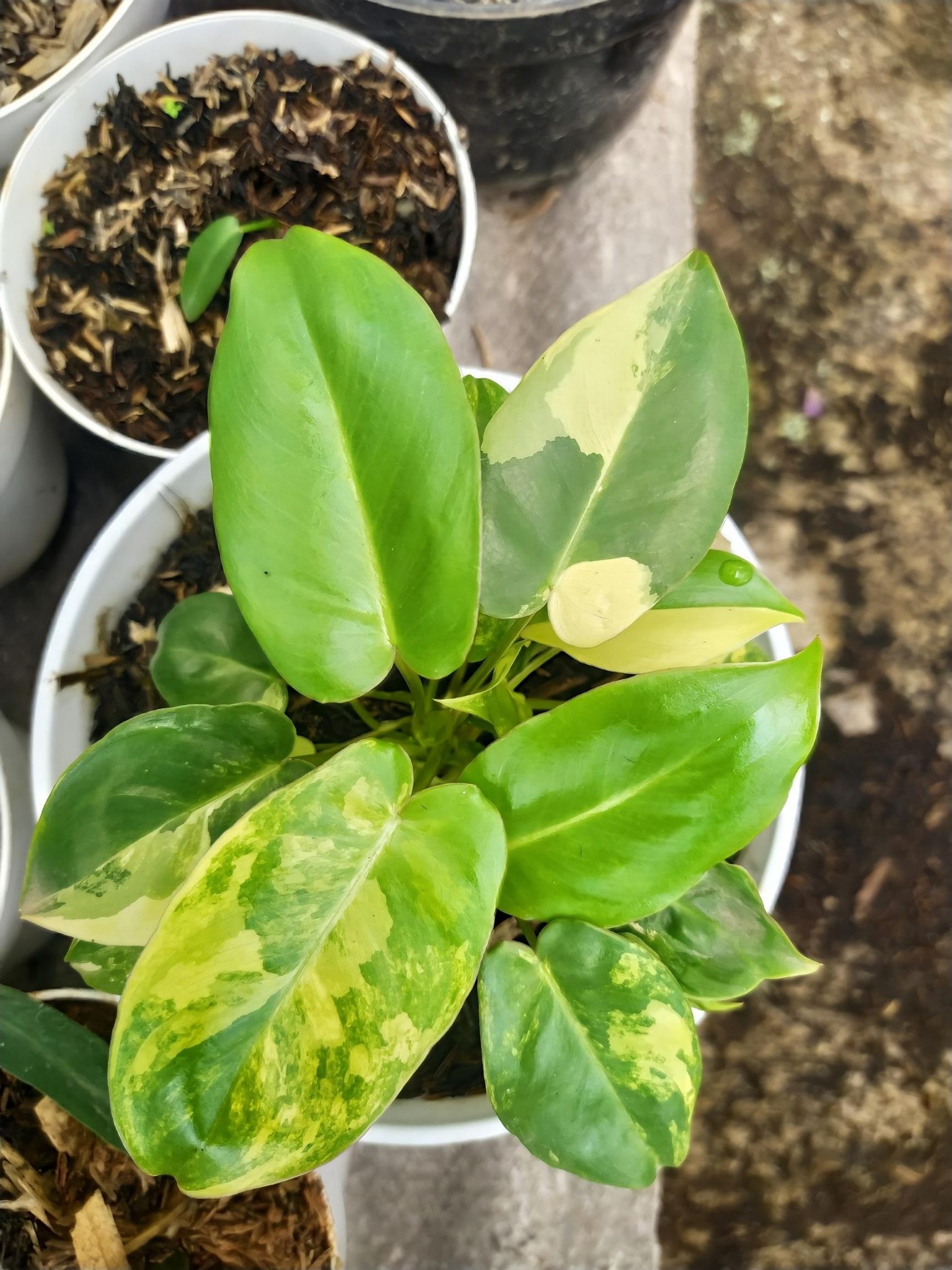 Variegated Burle Marx Plant Care Guide and Profile - The Contented Plant