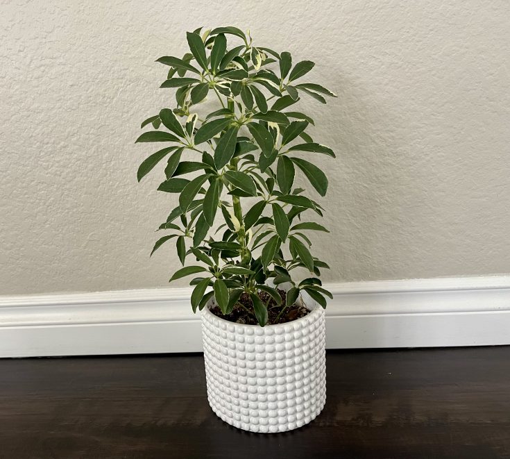 Variegated Umbrella Tree Plant Care Guide - The Contented Plant