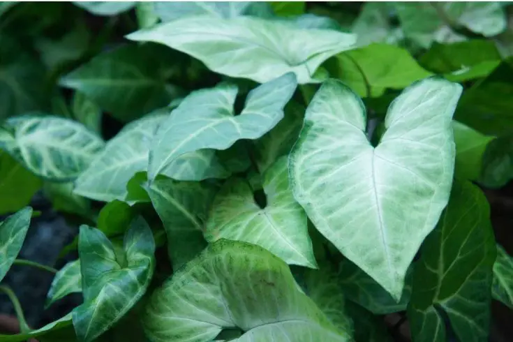 Arrowhead Plant Care - The Contented Plant