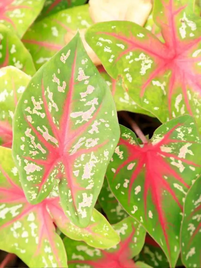 Arrowhead Plant Care Guide - The Contented Plant