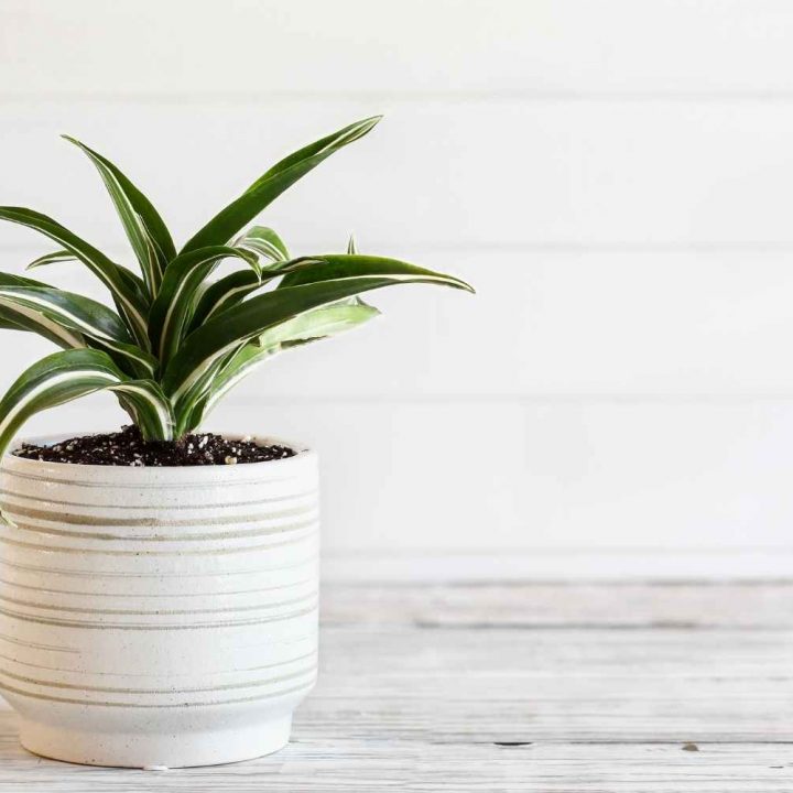 Variegated Umbrella Tree Plant Care Guide - The Contented Plant