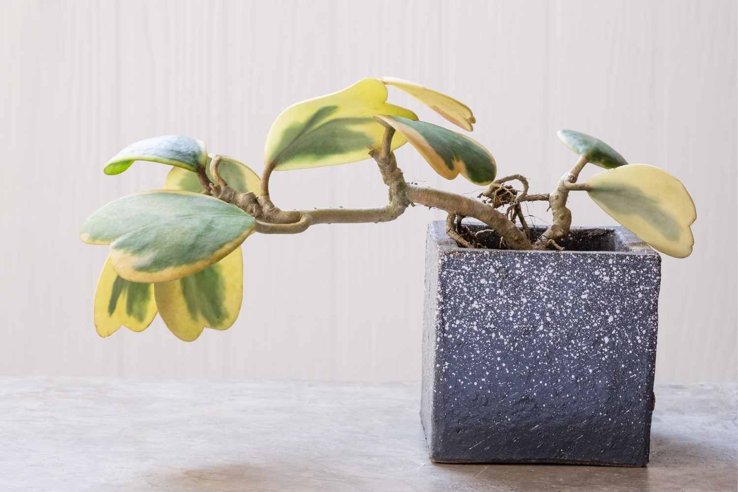 Hoya Kerrii- SweetHeart Plant - The Contented Plant