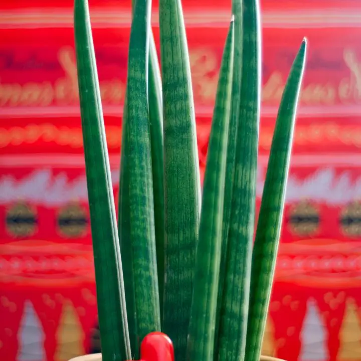 7 Common Indoor Plant Pests (& How to Kill them)