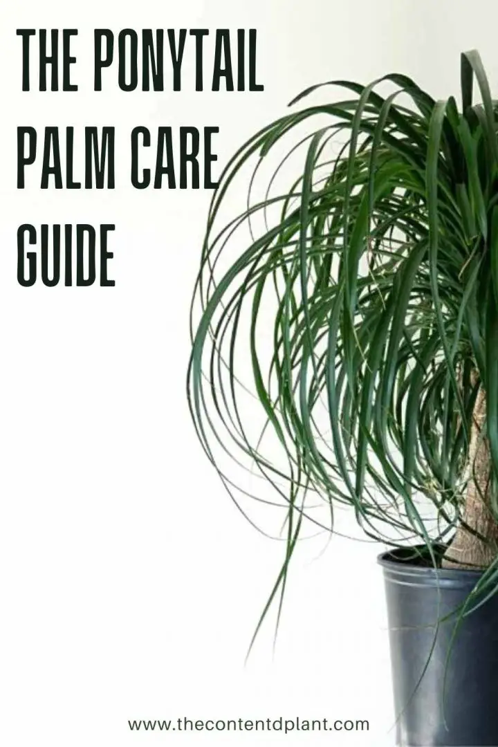 PonyTail Palm Care Guide and Profile: - The Contented Plant