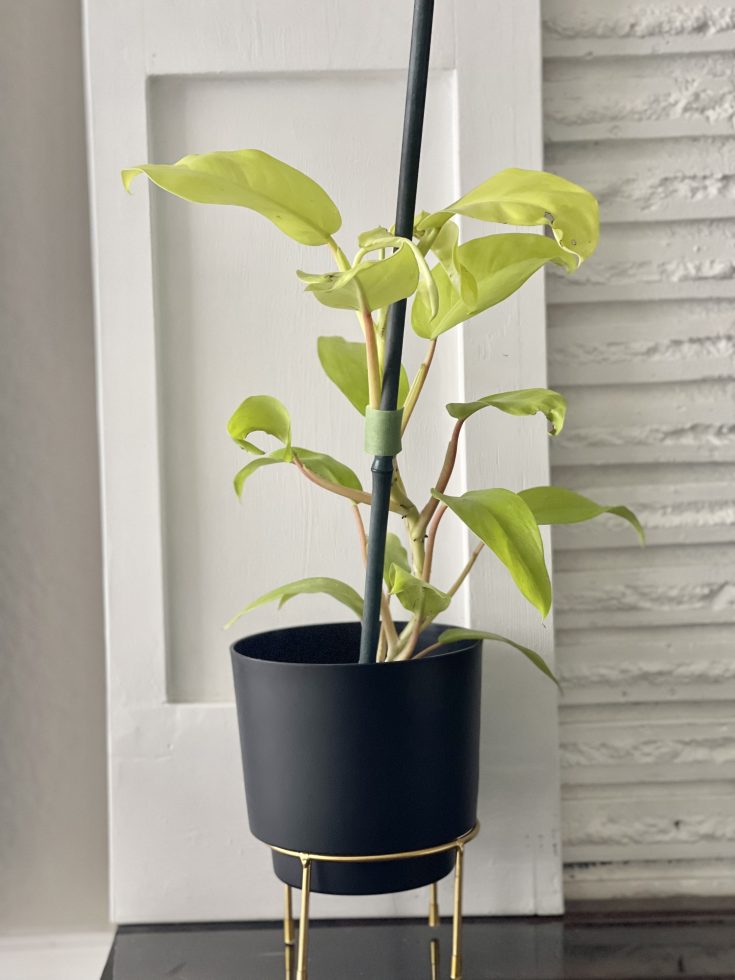 Golden Goddess Philodendron Plant Care Guide - The Contented Plant