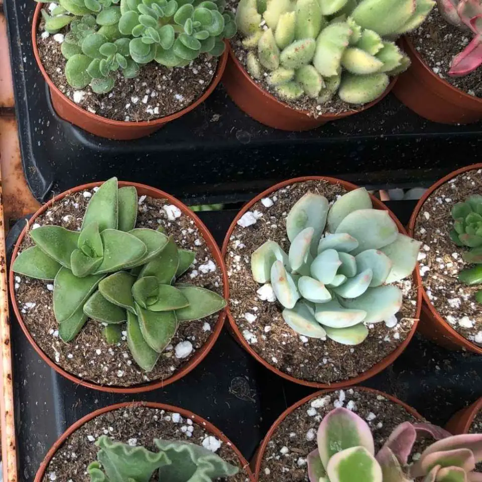 Bottom Watering Plants in Pots: - The Contented Plant