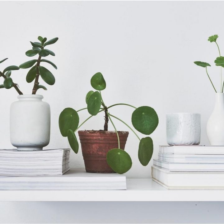 7 Common Indoor Plant Pests (& How to Kill them)