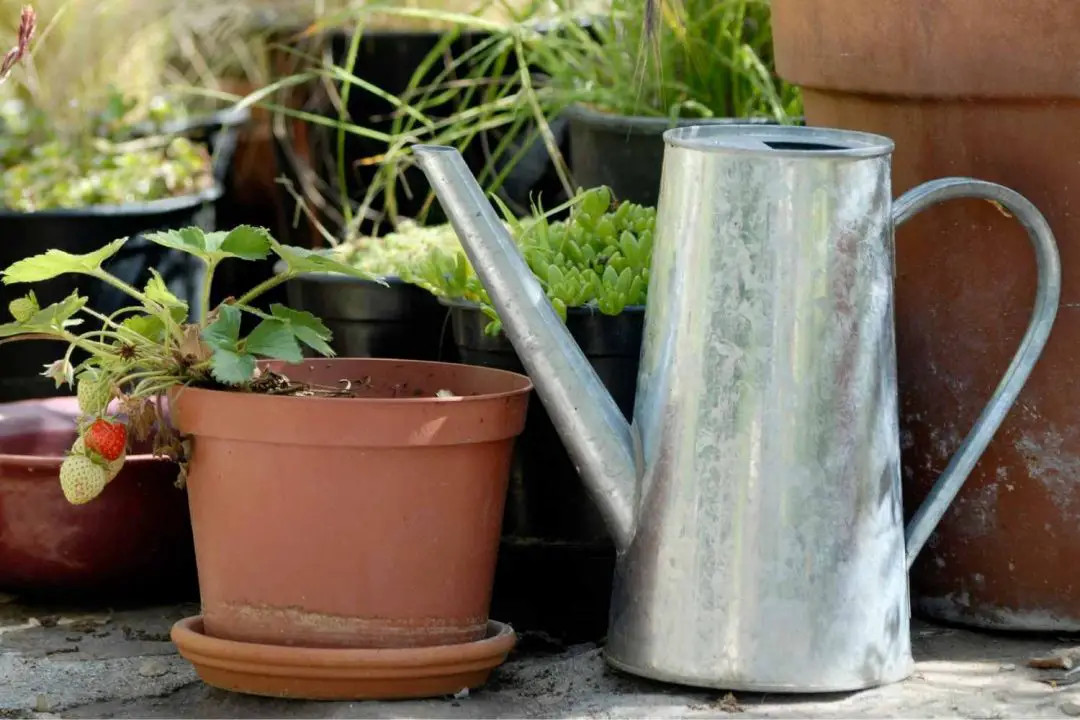 Bottom Watering Plants in Pots: - The Contented Plant