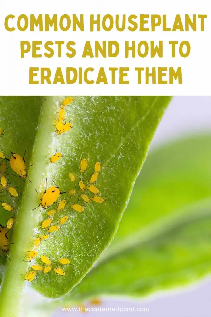 7 Common Indoor Plant Pests (& How to Kill them)