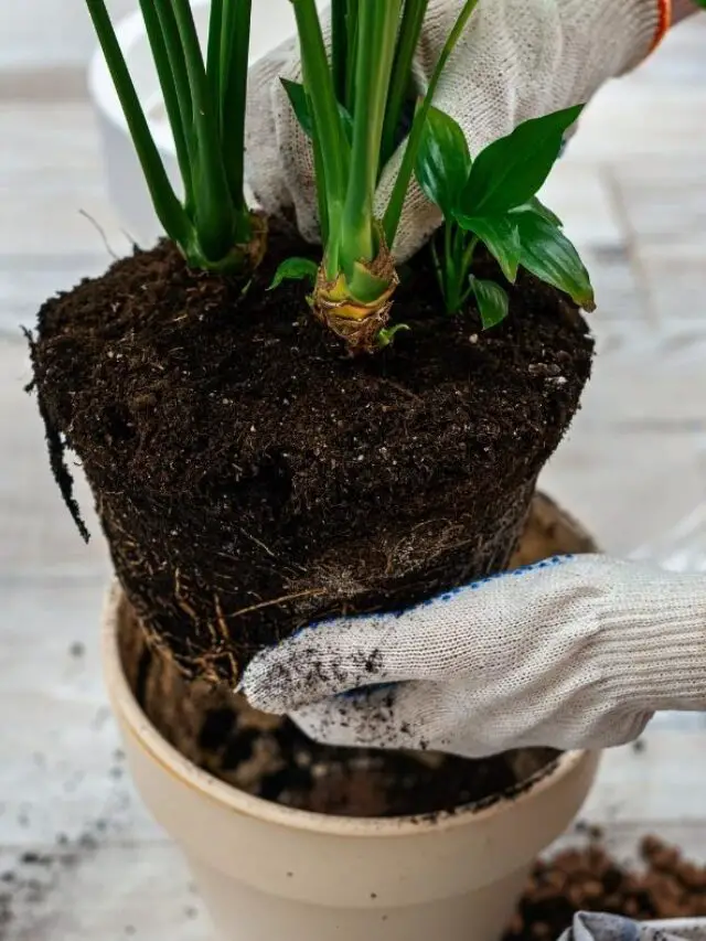 How to Repot a Plant - The Contented Plant
