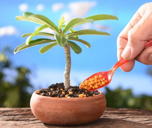 A Guide to Fertilizing Houseplants - The Contented Plant